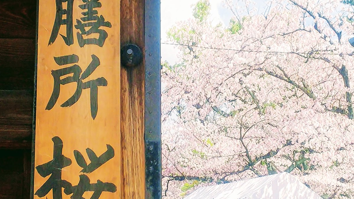 目で確認現場主義 On Twitter びわ湖大津、自宅から車で10分膳所桜まつり②の①、左上スタッフ法被、右上看板、左下桜の木の下でフリーマーケットのイベント、右下ステージでは演歌