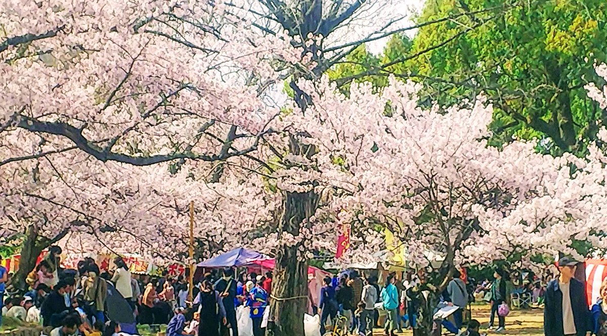 目で確認現場主義 On Twitter びわ湖大津、自宅から車で10分膳所桜まつり②の①、左上スタッフ法被、右上看板、左下桜の木の下でフリーマーケットのイベント、右下ステージでは演歌