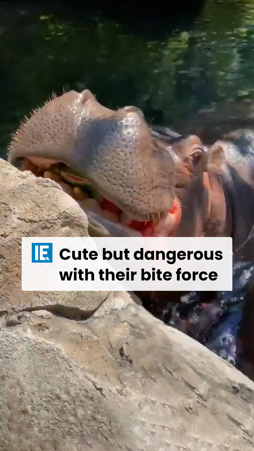 Hippo Bite Pressure 🦛 Hippos Are Capable Of Producing Around 1800 3210
