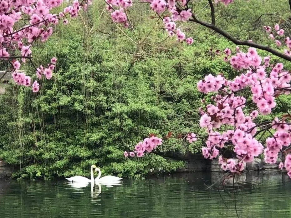 Hao HONG 洪灝, CFA on Twitter: "Spring. Swans are falling in love."