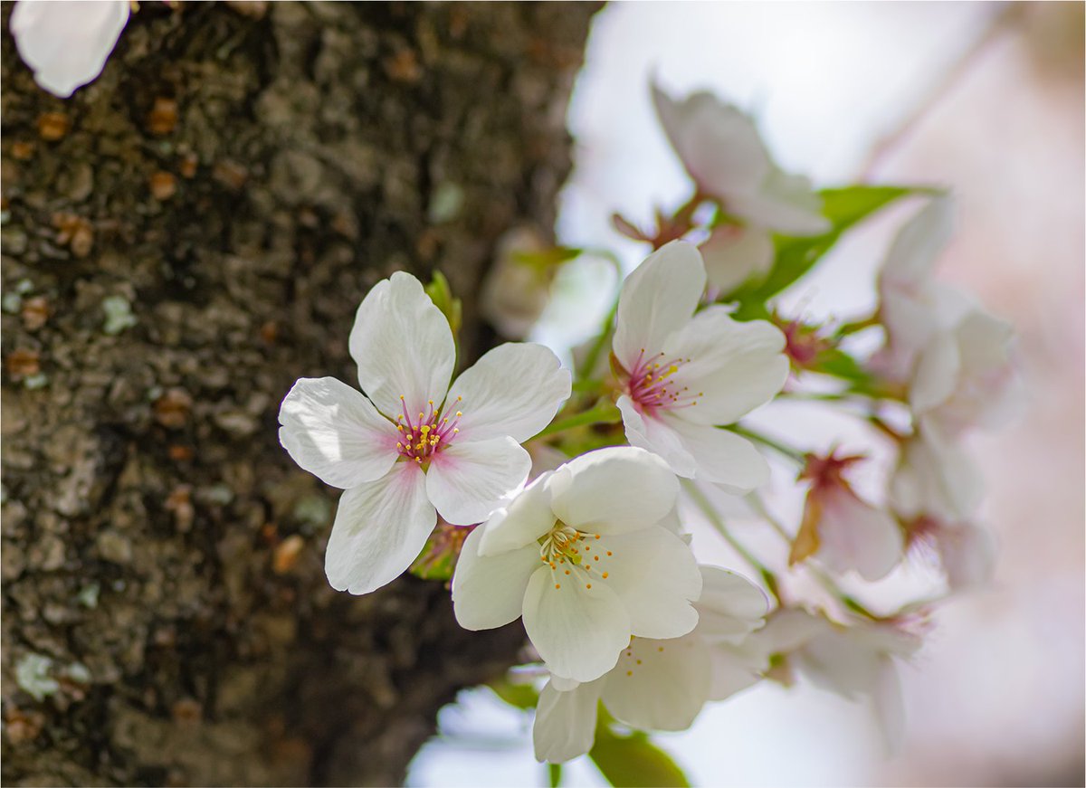 coco(@coco_n) - Twilog