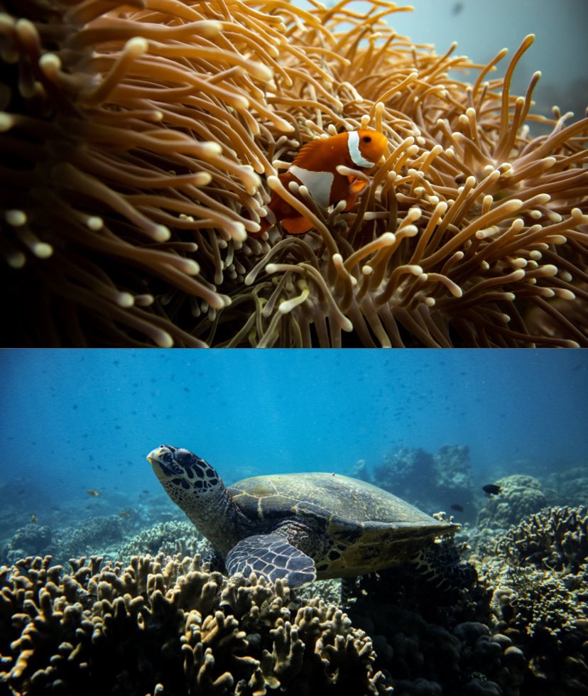 Mikaela on Twitter: "an equally alarming issue is the consequent fishing ban & its effects on ...