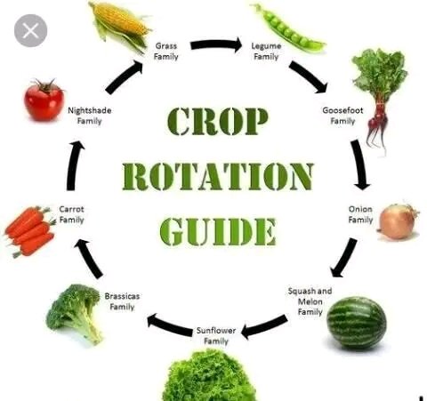 FARM LESSON: CROP ROTATION (Definition, Importance and Considerations ...
