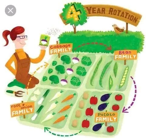 FARM LESSON: CROP ROTATION (Definition, Importance and Considerations ...