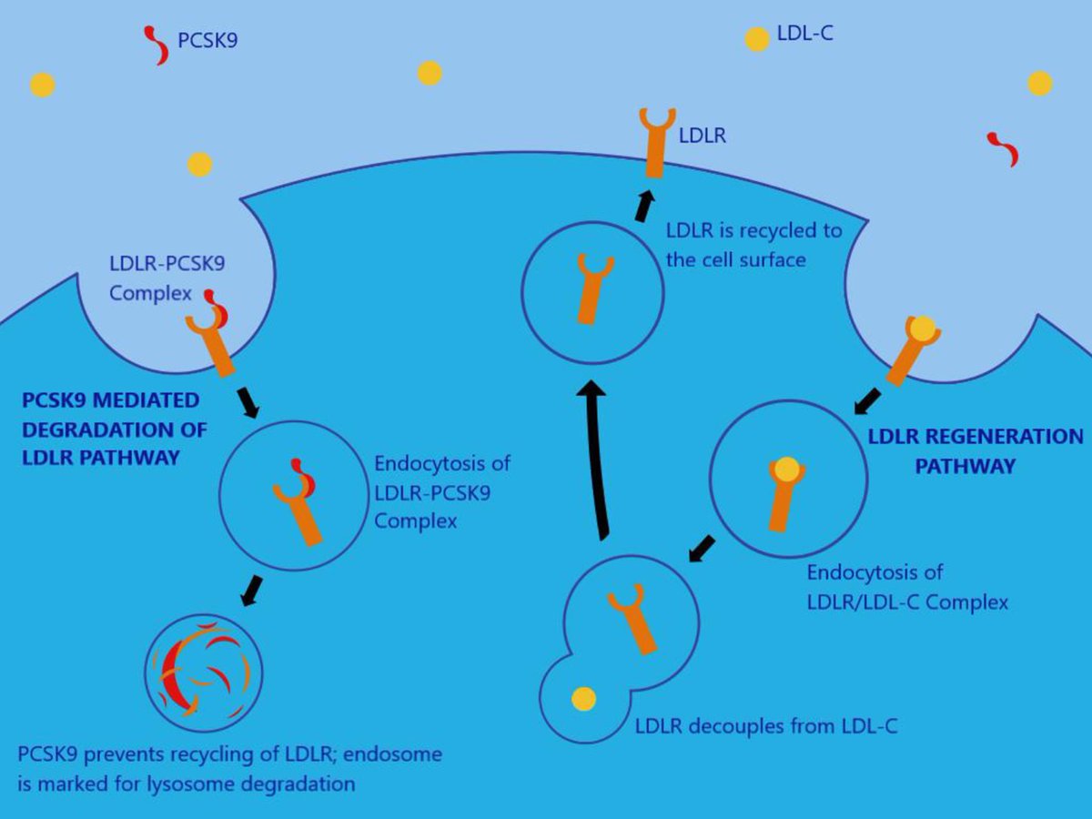 🥼Agingdoc1⭐MD, PhD 🔔 on Twitter: "A Comprehensive Review of PCSK9 Inhibitors https://journals ...