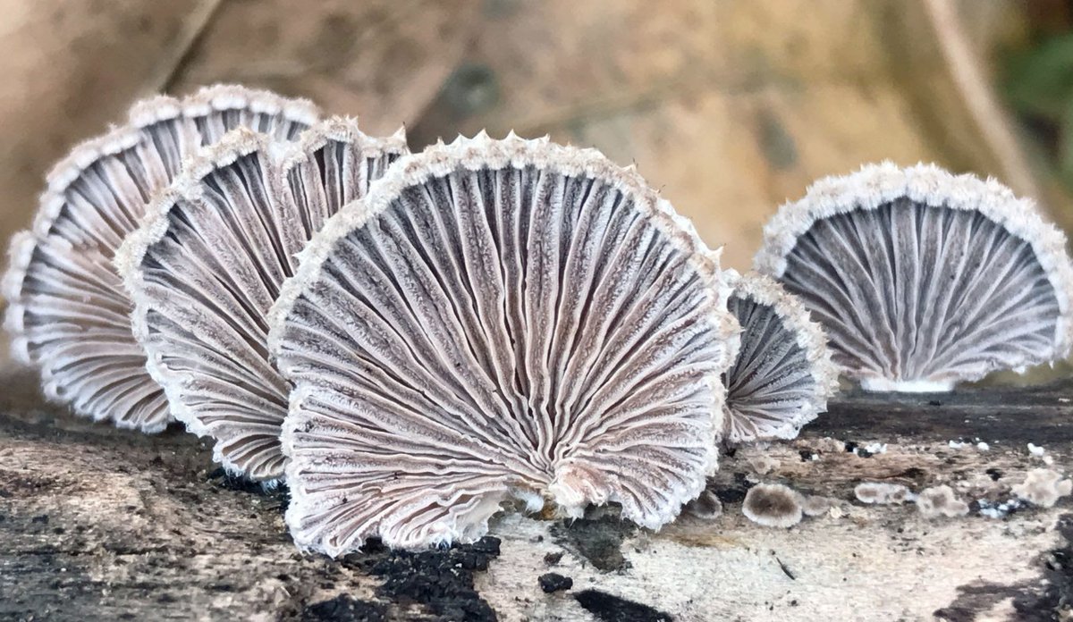 Mushrooms that have shown specific anti-breast cancer activity. A ...