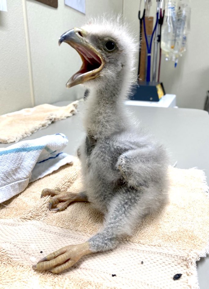 Baby Eagle Cute