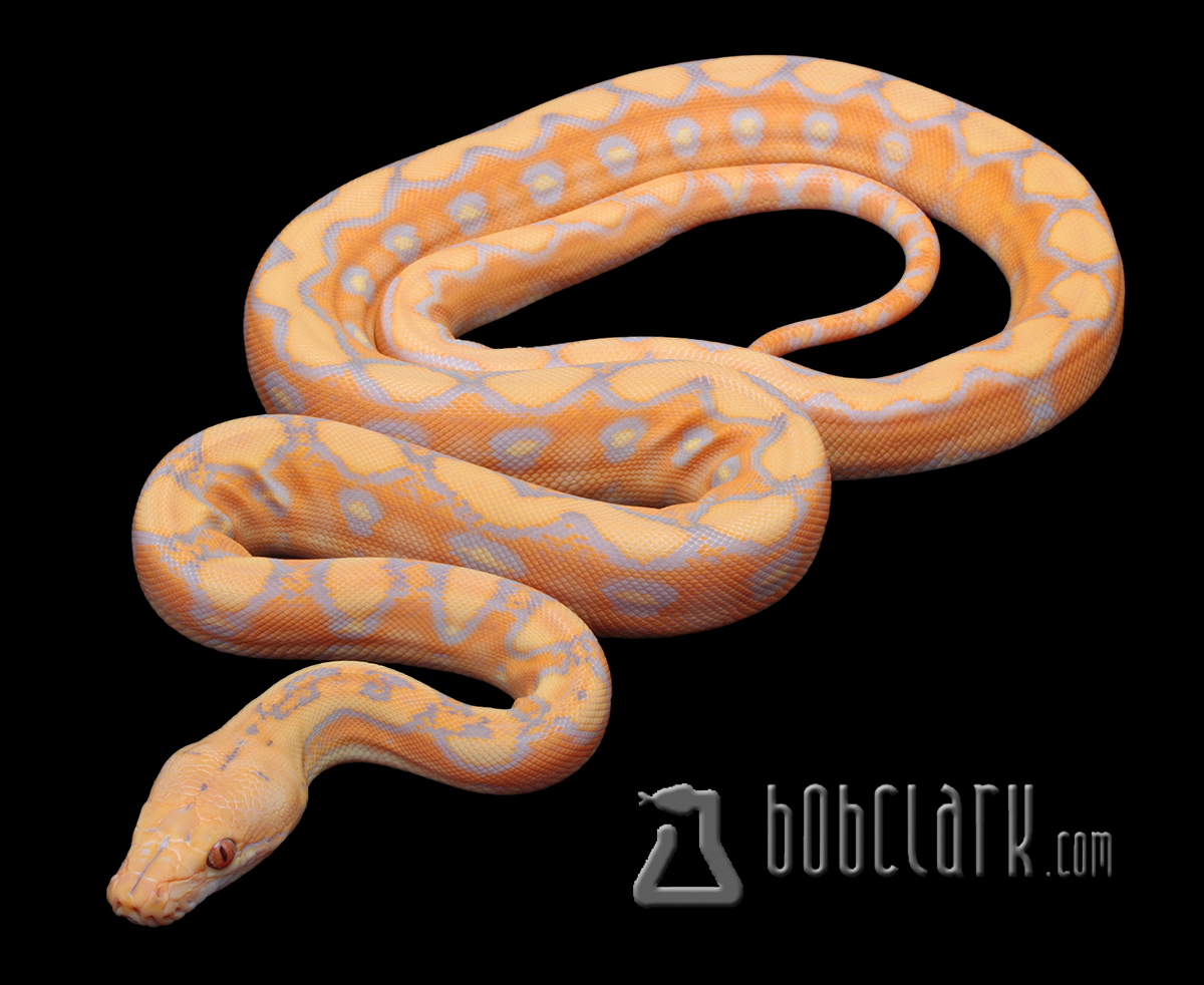Albino Sunfire Reticulated Python