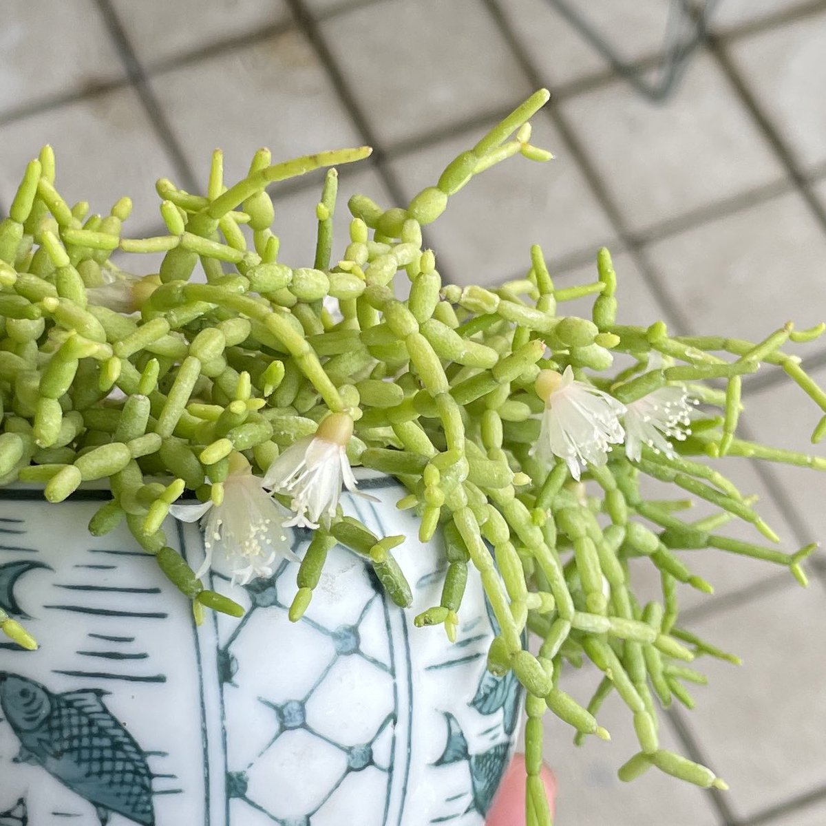 macca(@macca_aka) - Twilog (ツイログ)