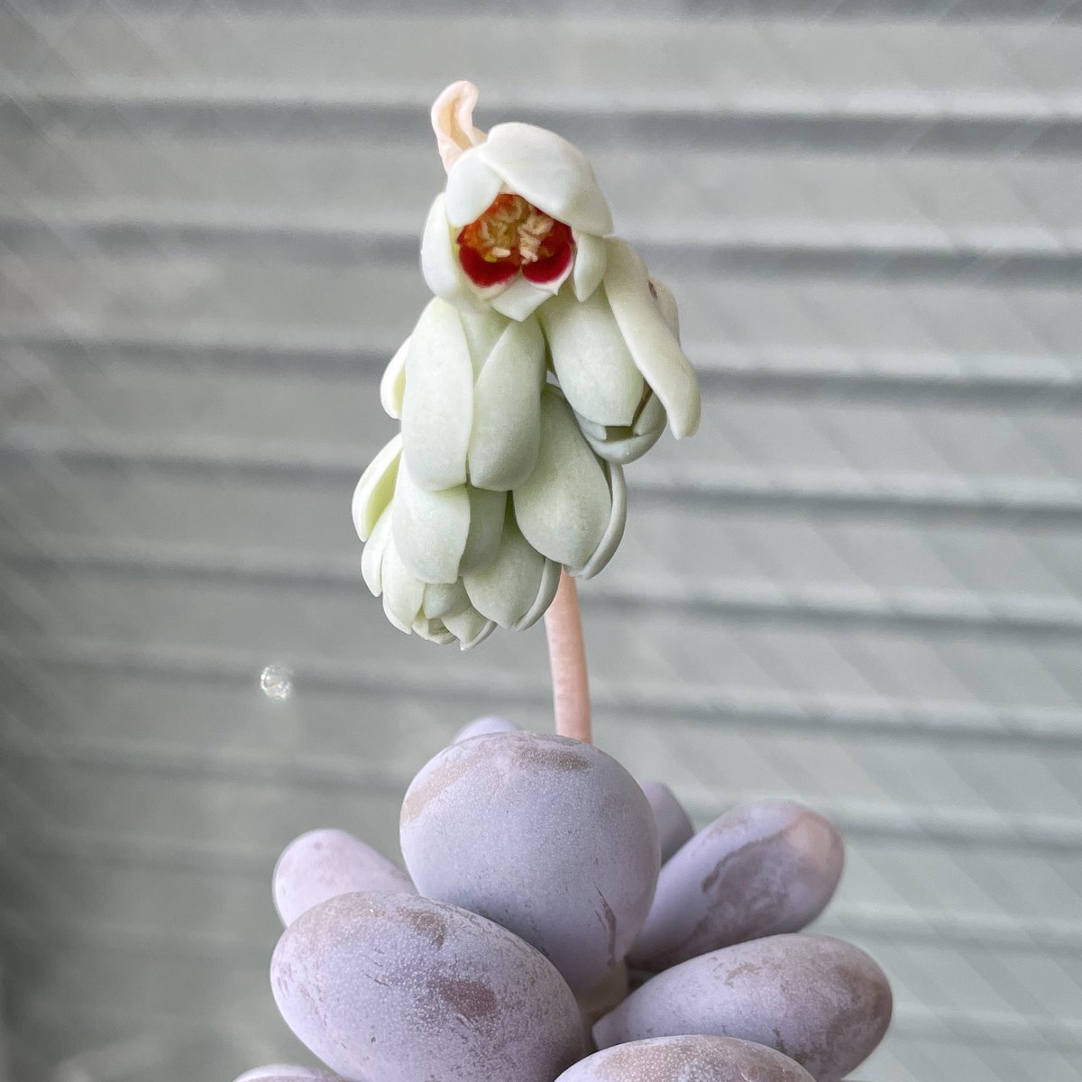 macca(@macca_aka) - Twilog (ツイログ)