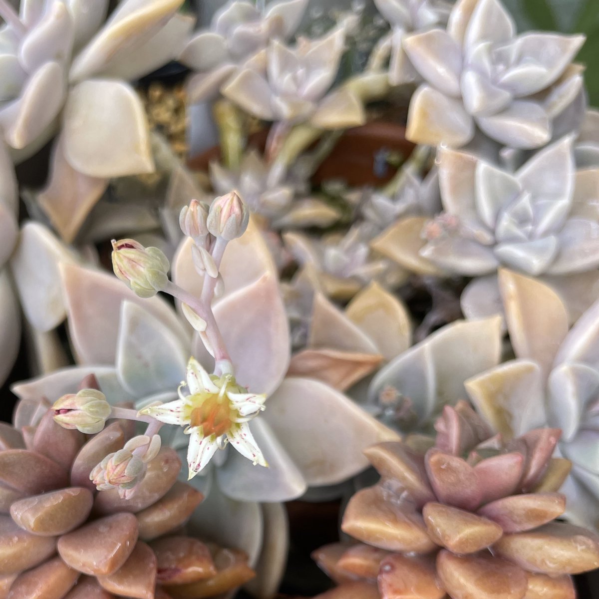 macca(@macca_aka) - Twilog (ツイログ)