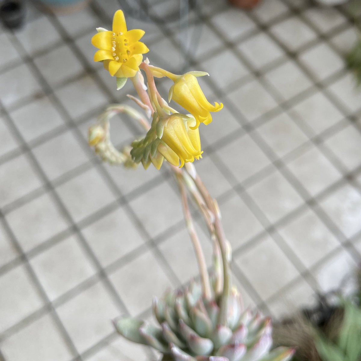 macca(@macca_aka) - Twilog (ツイログ)