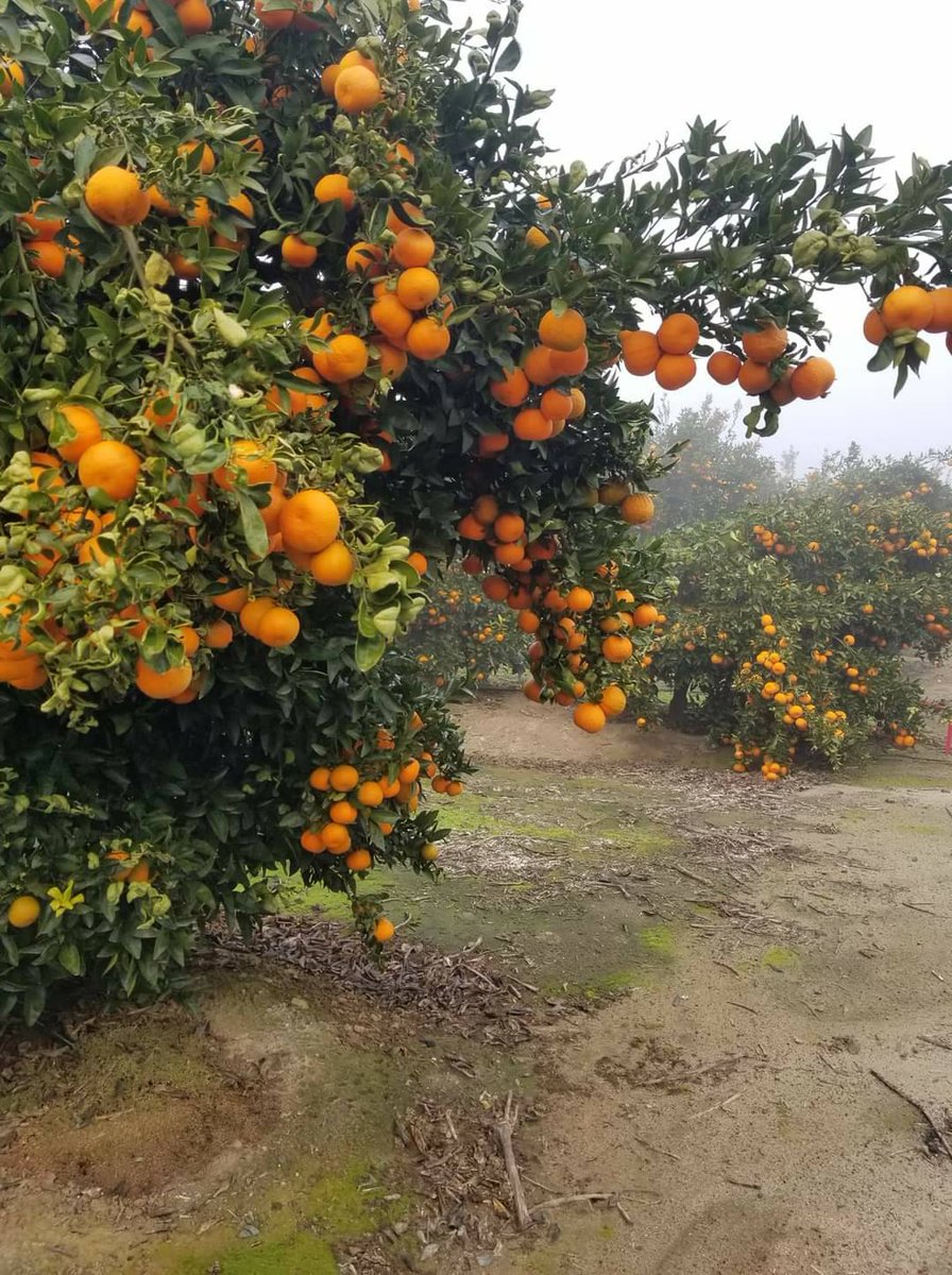 United Farm Workers on Twitter: "Cristina sent us this photo from where she was harvesting ...
