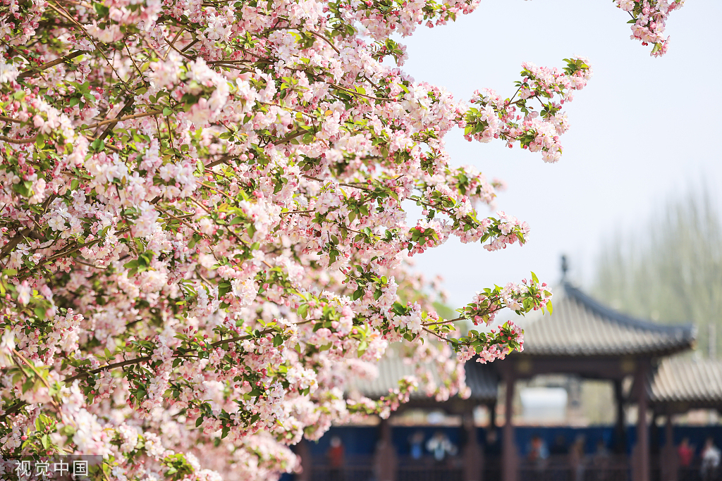 #ChinaCanvas Step into a fairytale as you stroll through the sea of ...