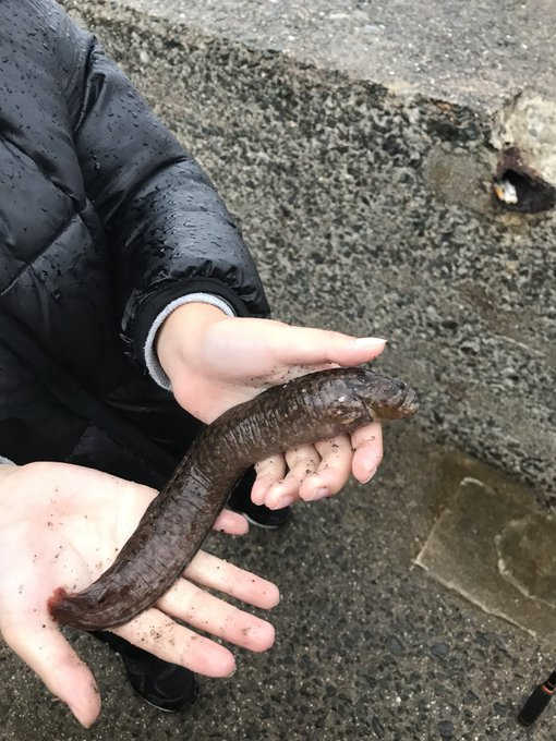 coco(@coco_n) - Twilog