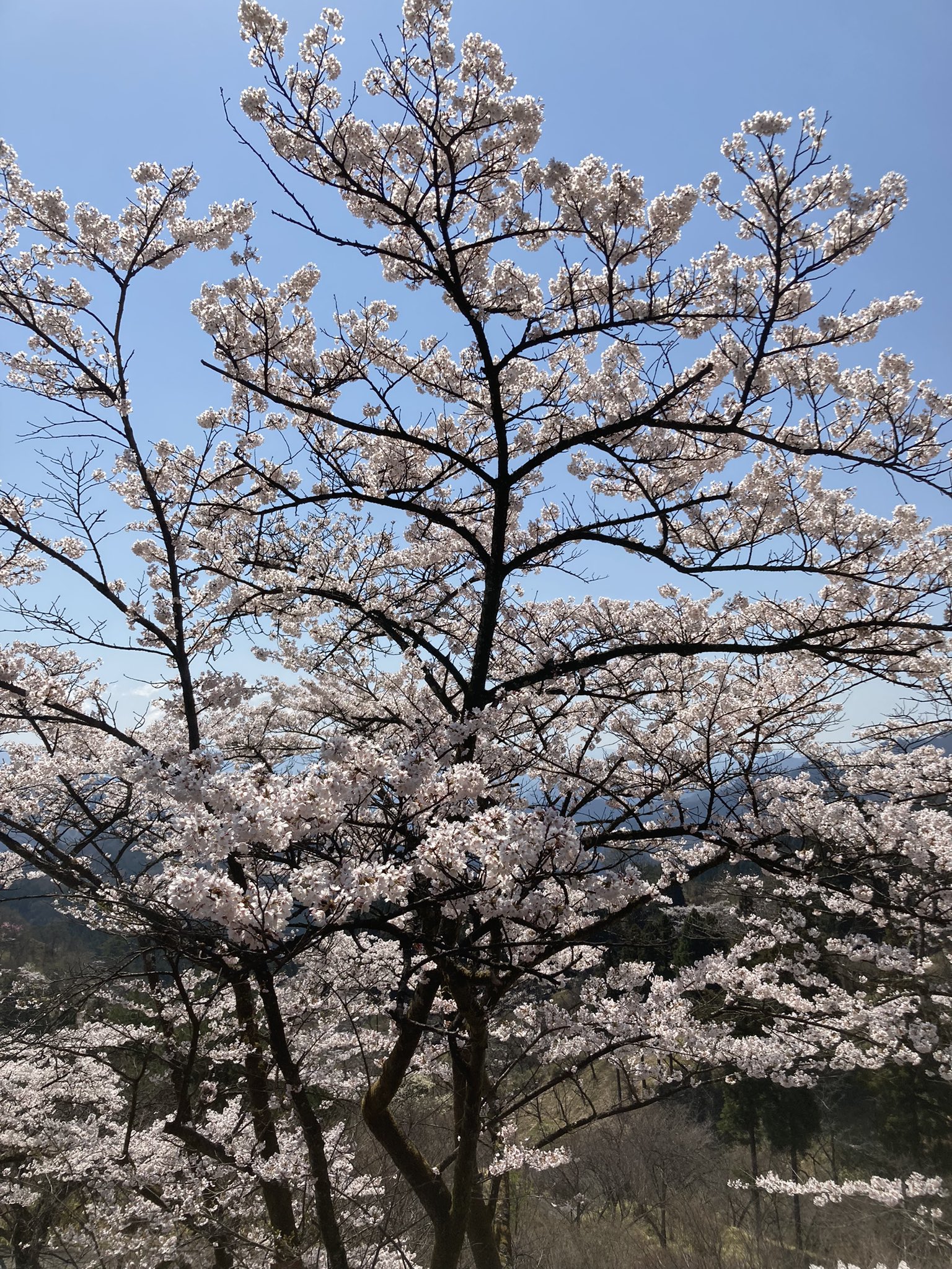 DMO Shimonita on Twitter: "4月3日(月) 現在の県立森林公園さくらの里の開花状況です。 ・ソメイヨシノ 満開 ・八重桜 五分咲き ・鬱金（ウコン） つぼみ ＊開園 ...