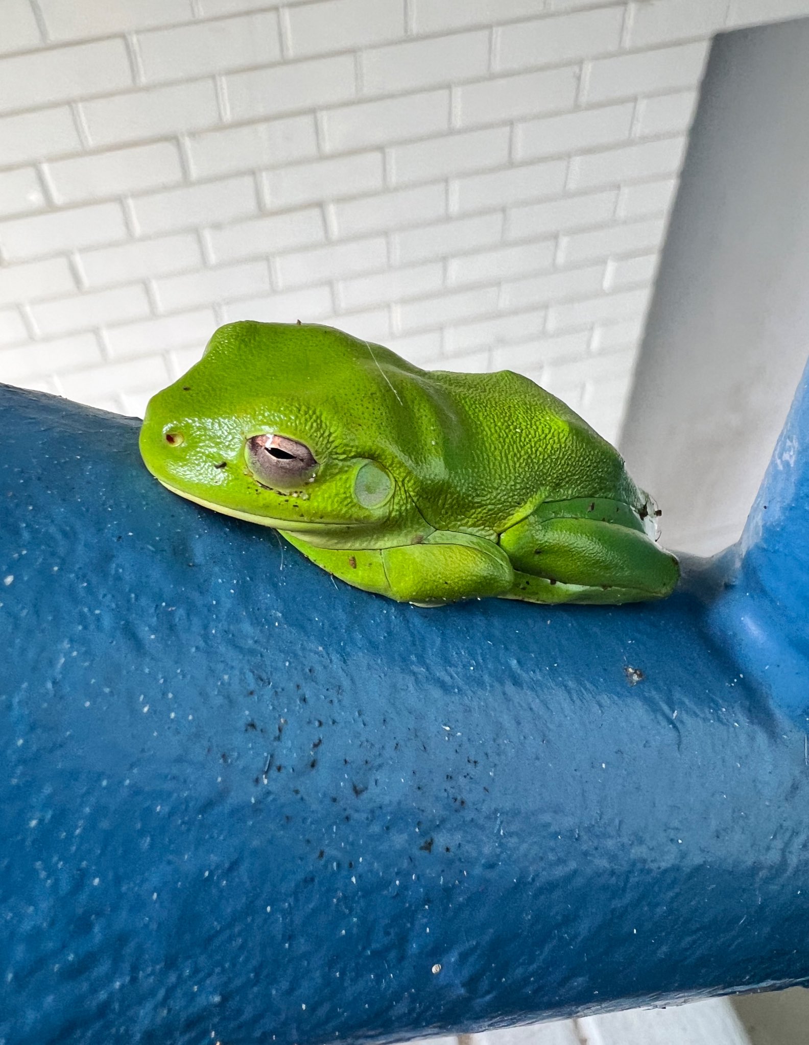 Cute Baby Tree Frogs