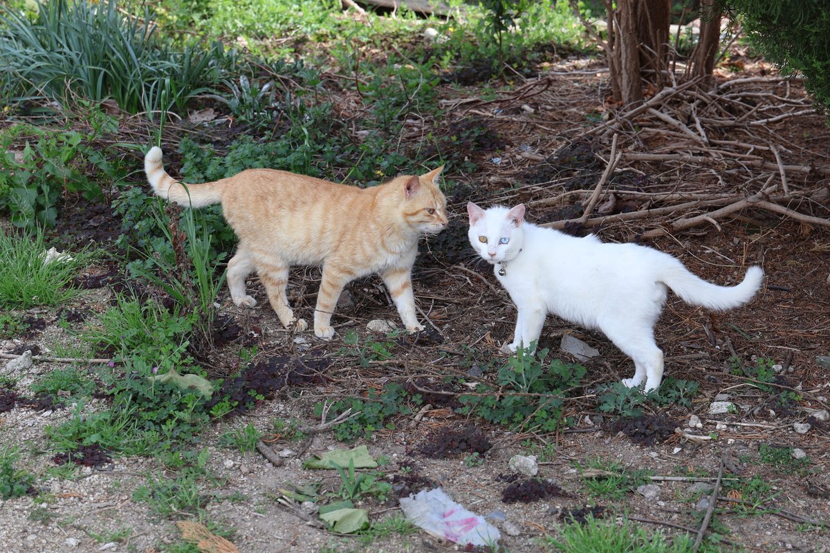 sylph01(@s01) - Twilog