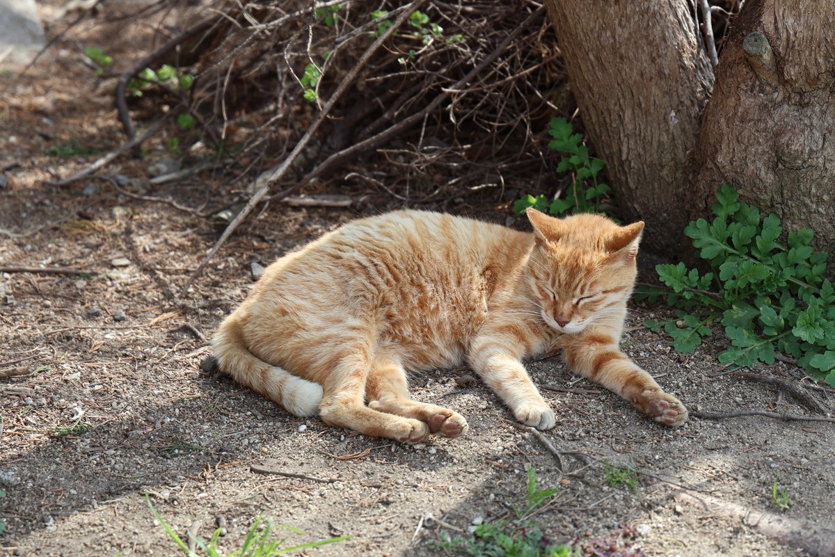 sylph01(@s01) - Twilog