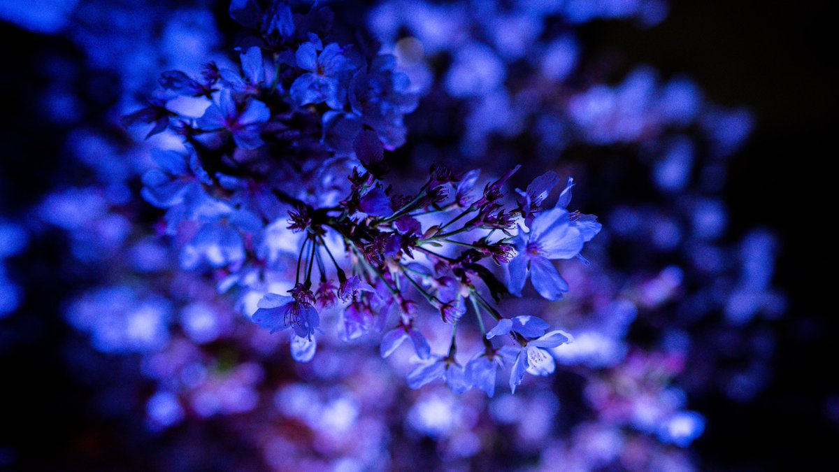 𝑭𝒂𝒍𝒄𝒐𝒏 | Apple Vision Pro楽しい!!(@makotofalcon) - Twilog (ツイログ)