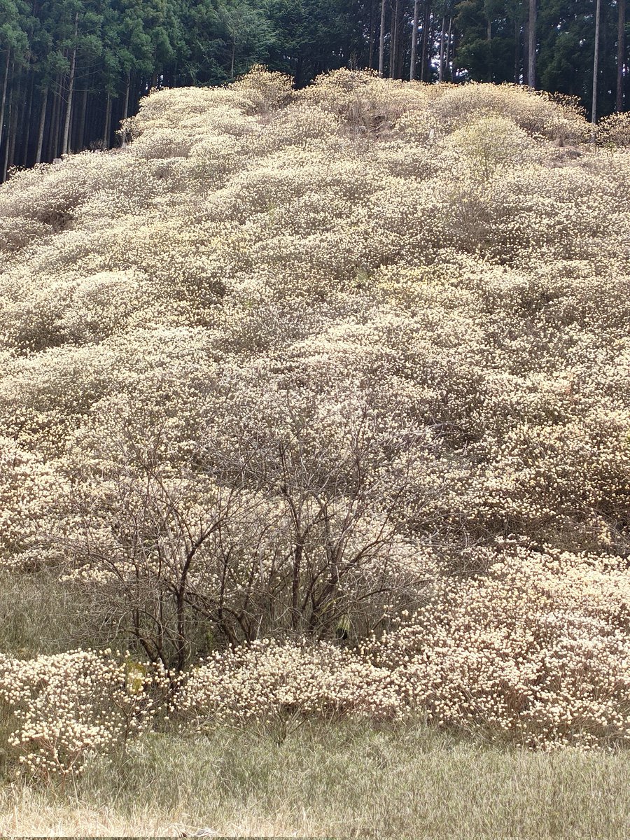 dada2 とらこ(@dada2torako) - Twilog (ツイログ)