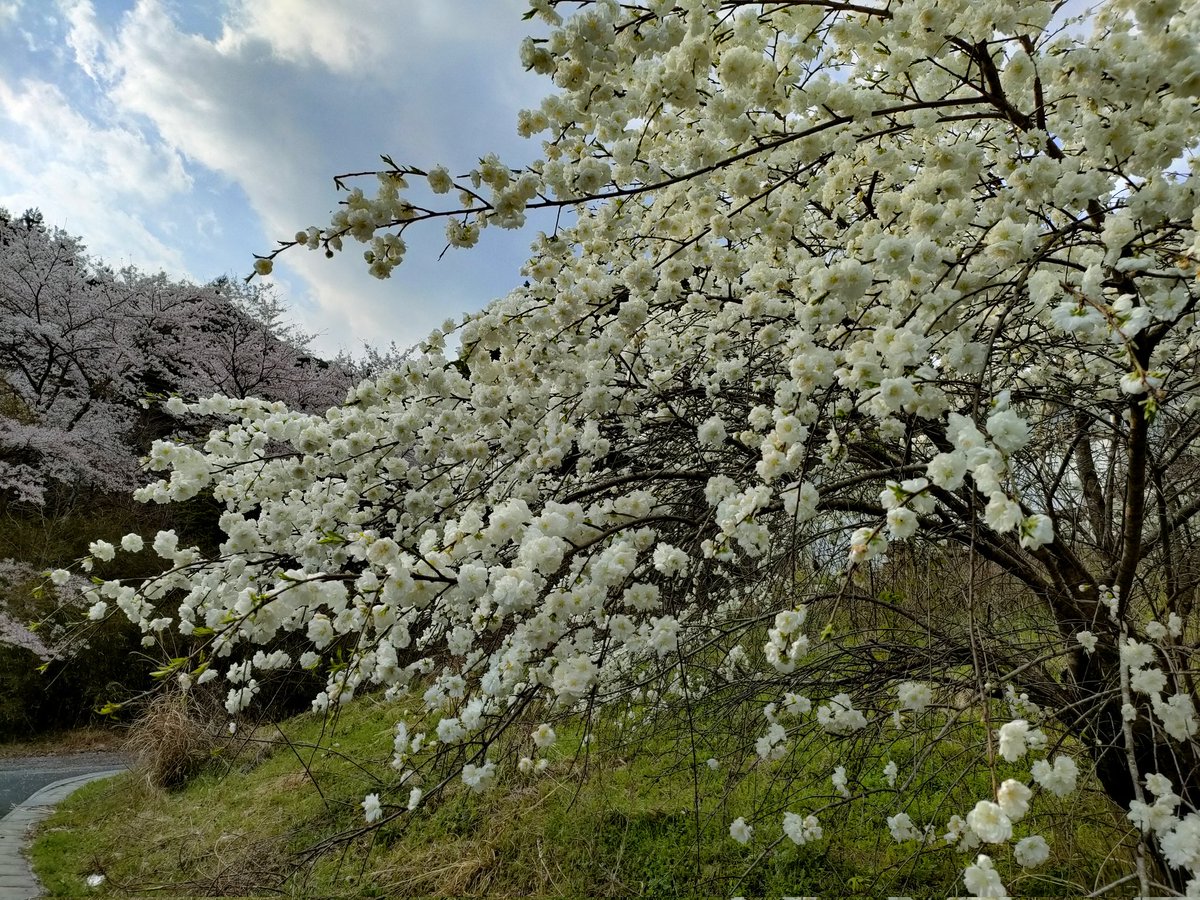 dada2 とらこ(@dada2torako) - Twilog