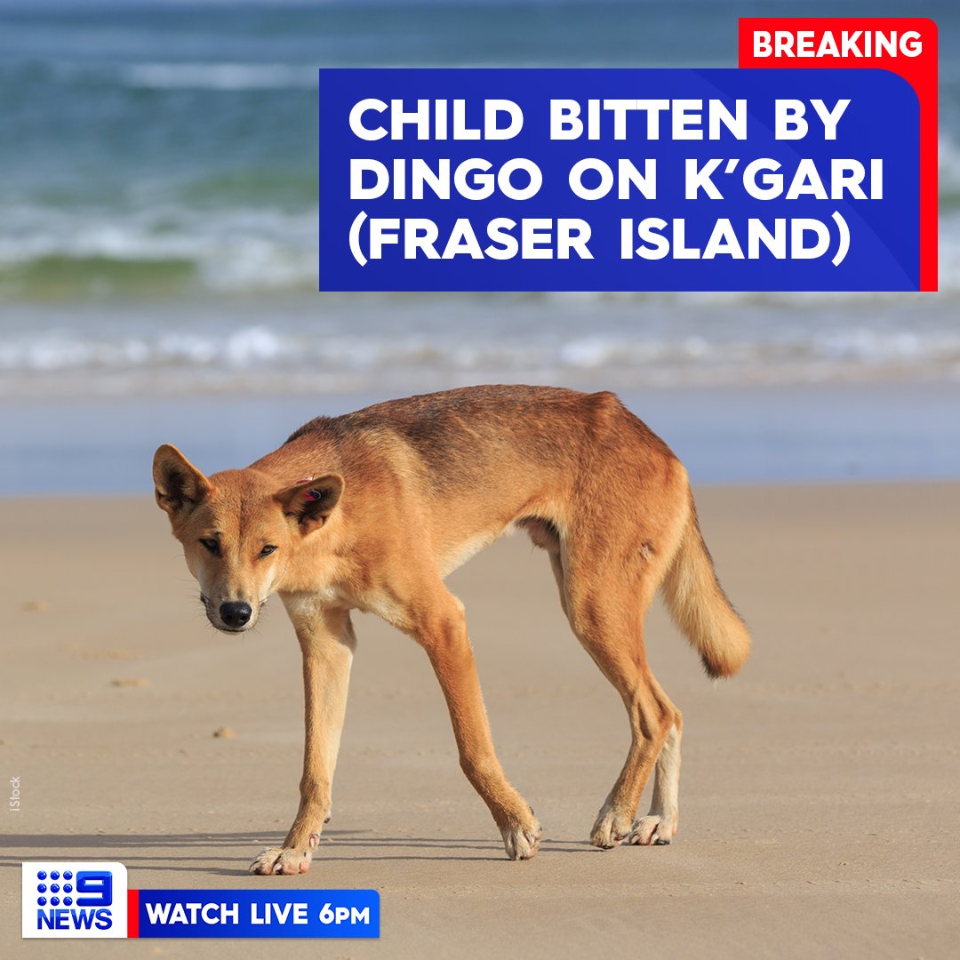 Dingo Bite