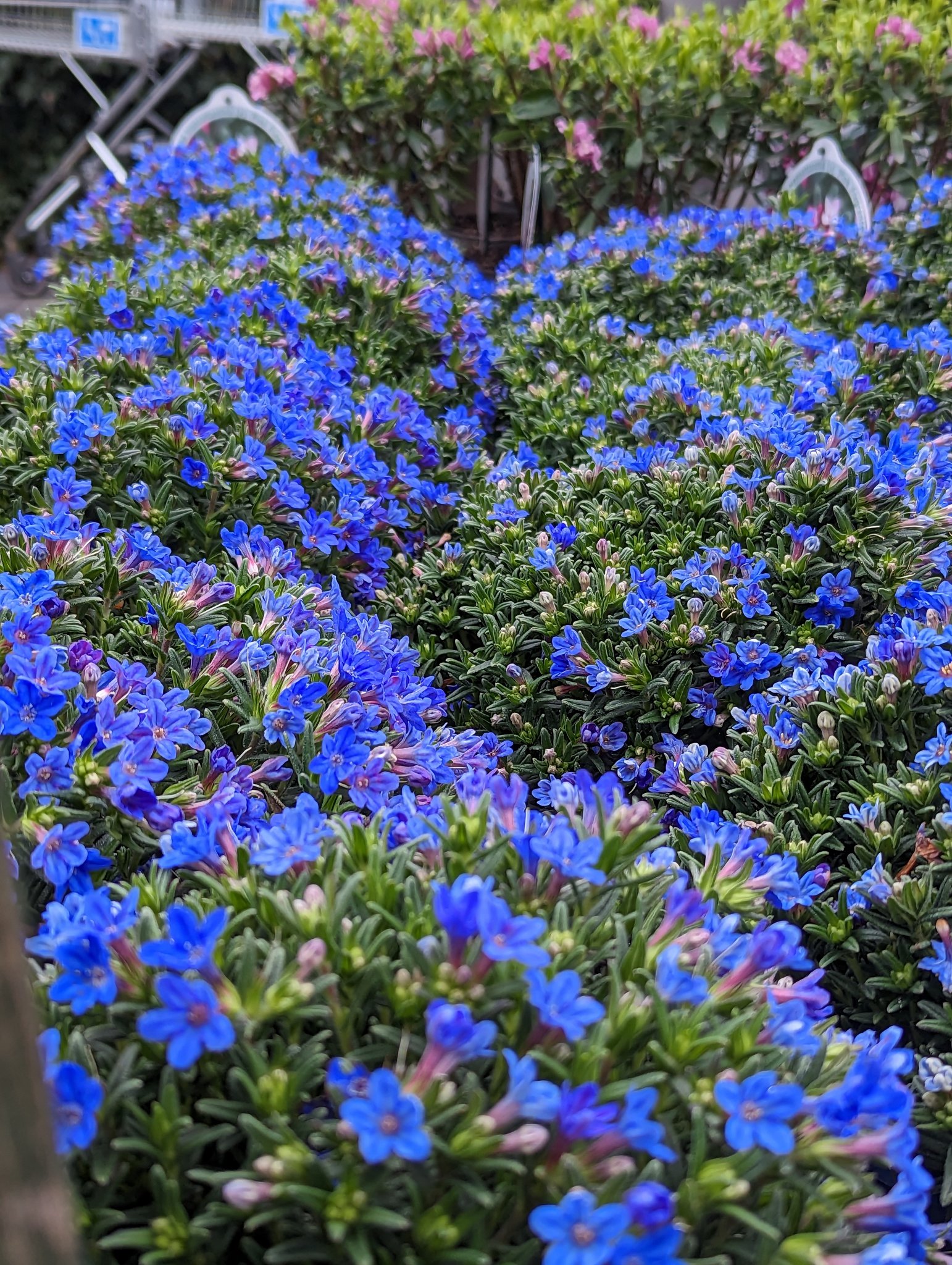 Evergreen Shrub With Blue Flowers Anchor Bay Ceanothus, Ceanothus
