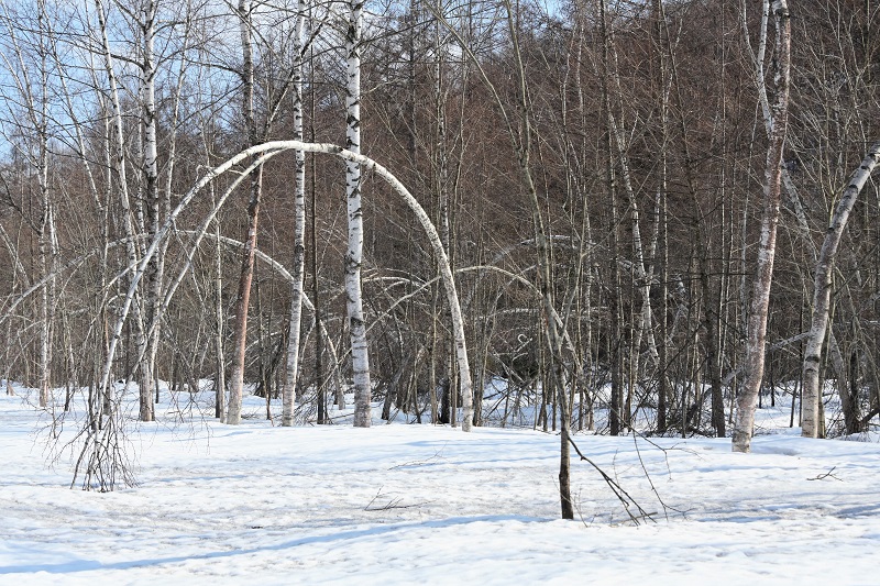 PREZO（プレゾ） on Twitter: "#白ひげの滝 へと向かう途中、#十勝岳 がとってもキレイに見えたのでパシャリ😊 道路両脇の白樺並木がところどころアーチのようになっていて、白樺の ...