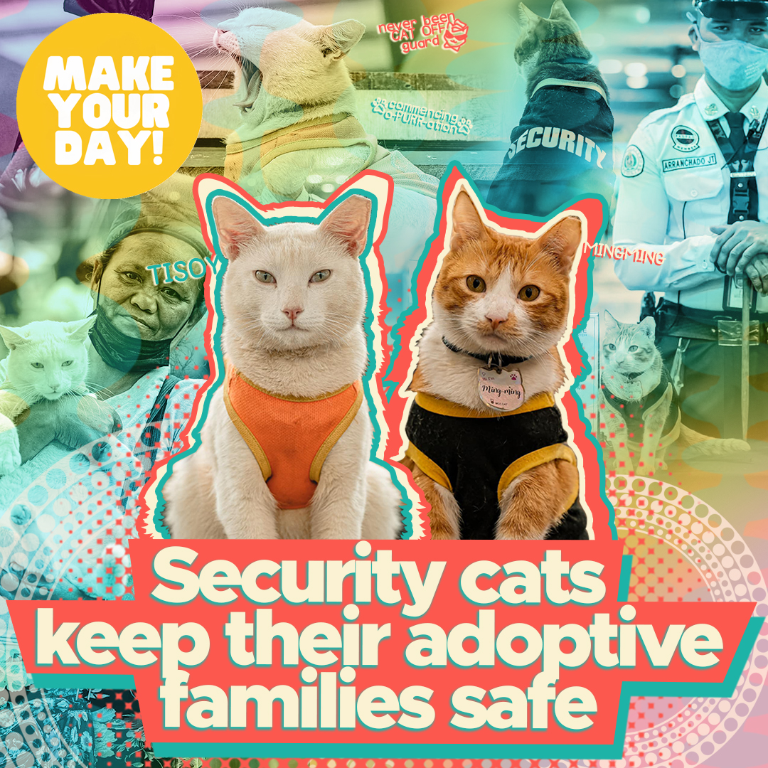 GMA Integrated News on Twitter: "Naging viral si Tisoy at Mingming dahil sa pagiging matinik na ...