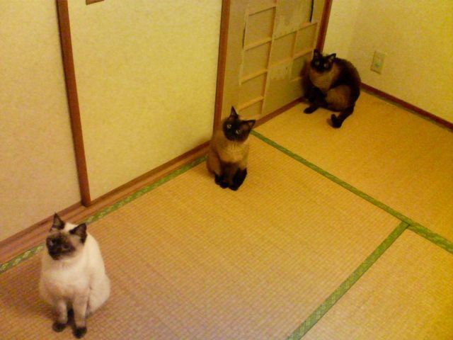 元・♡ホルスタイン♡さらにしぼろう┏┳甘モー♡ On Twitter これを見た人はスリーショットを貼れ