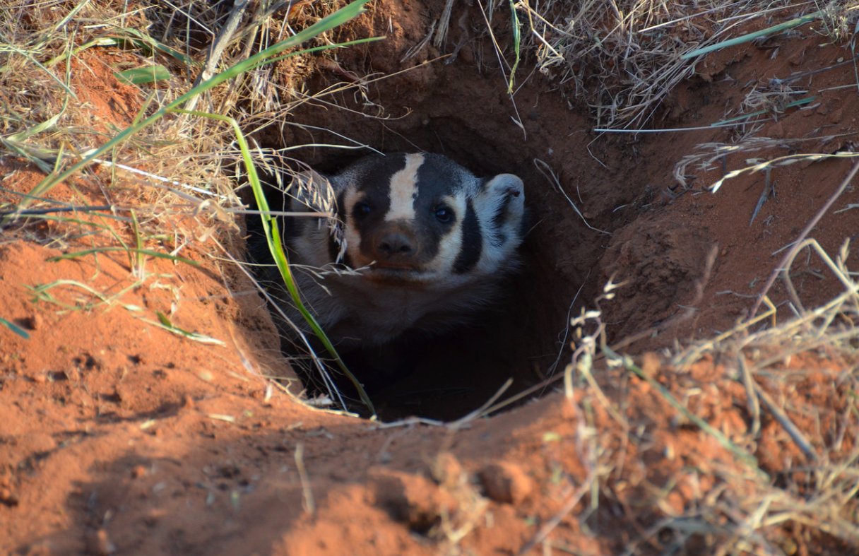 Angry American Badger