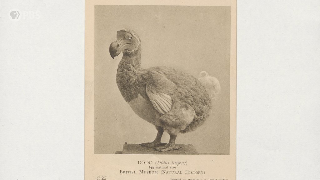 Paige Madison on Twitter: "RT @EonsShow: In the 1800s the extinct dodo bird was described so ...