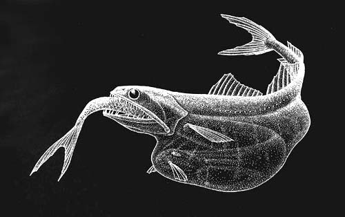 Black Swallower Fish Eating