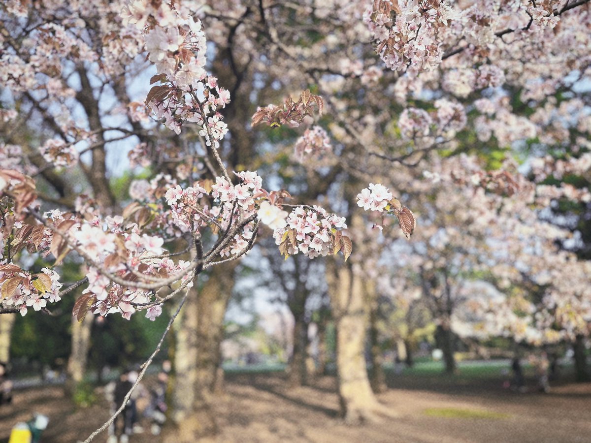 miyata🦭(@dev_miyat) - Twilog