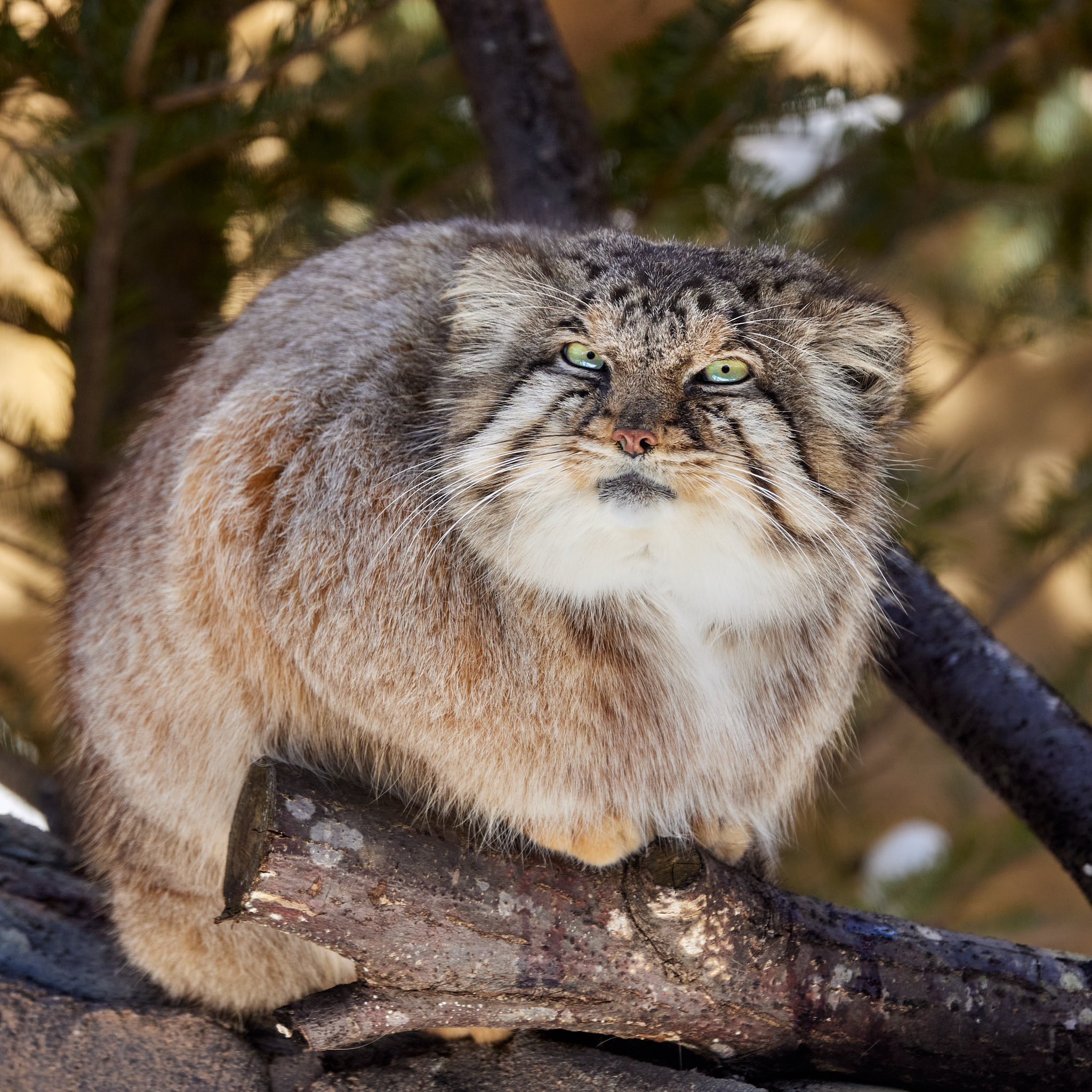 Roman Paulov on Twitter: "Happy birthday incredible Bor (Boru/Bol, ボル ...