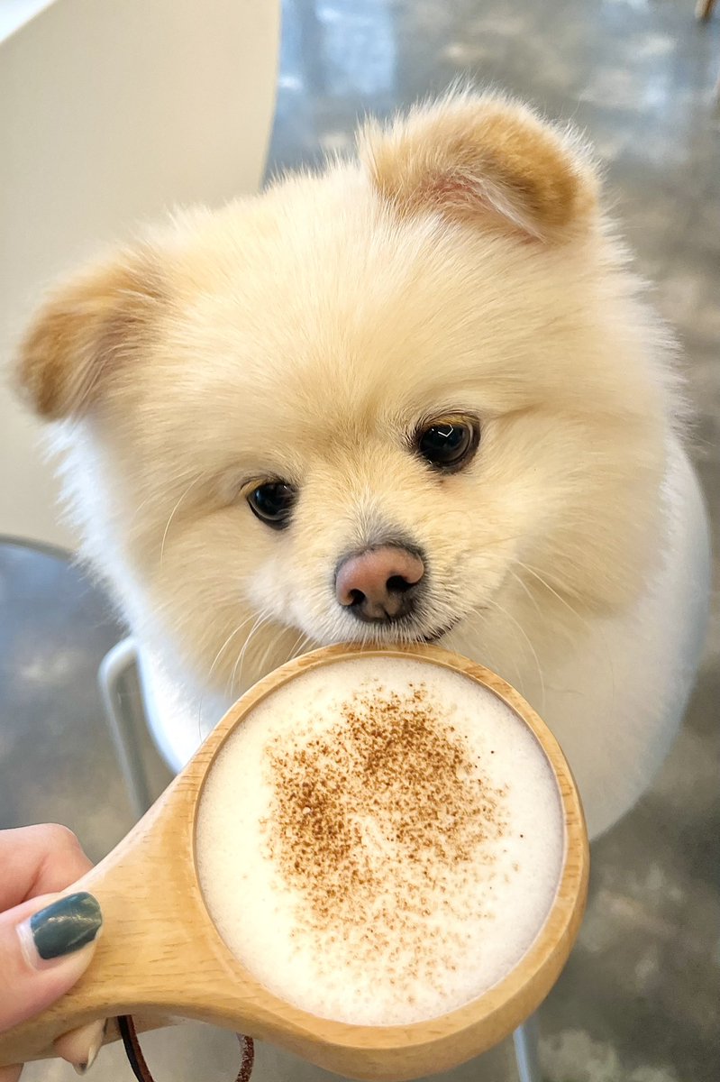 두부 멍푸치노 첨먹어보다 두부 @cream_dub