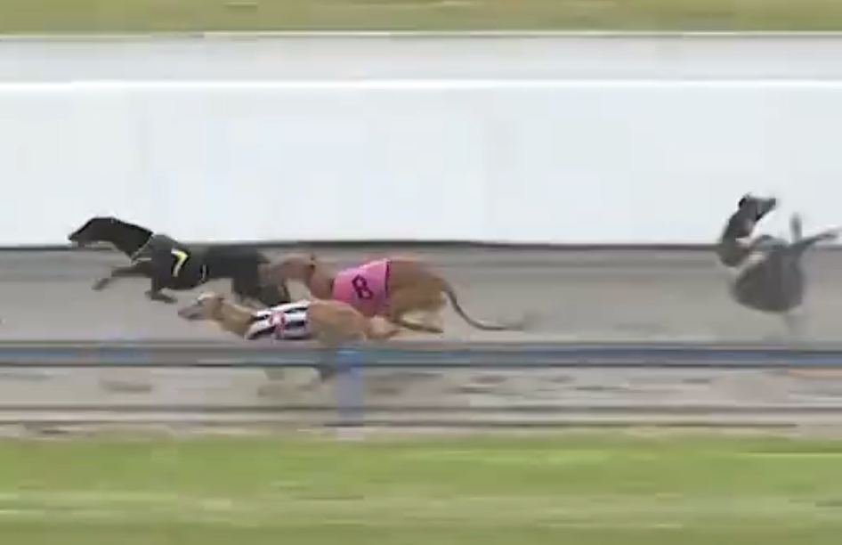 Greyhound Racing Gif