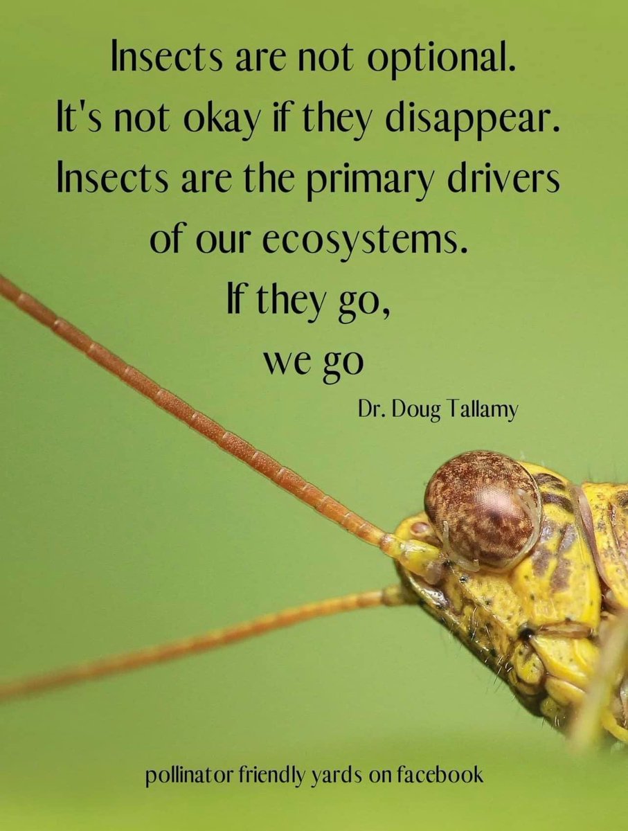 EntomoDaily on Twitter: EntomoDaily on Twitter: