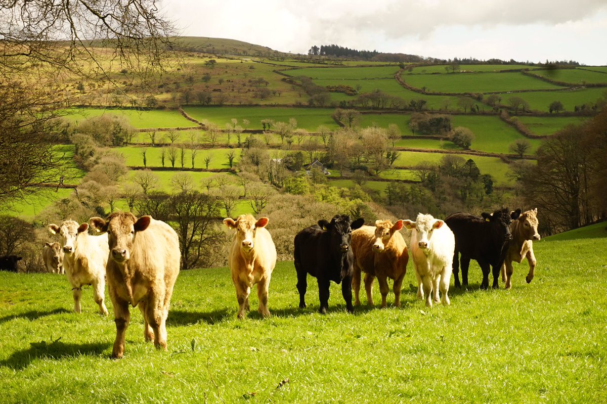 ℜ𝔞𝔠𝔥𝔢𝔩 𝔅𝔲𝔯𝔠𝔥 🦼📷 on Twitter: "Pictures taken this week, cows near Sampford Spiney, path to the ...