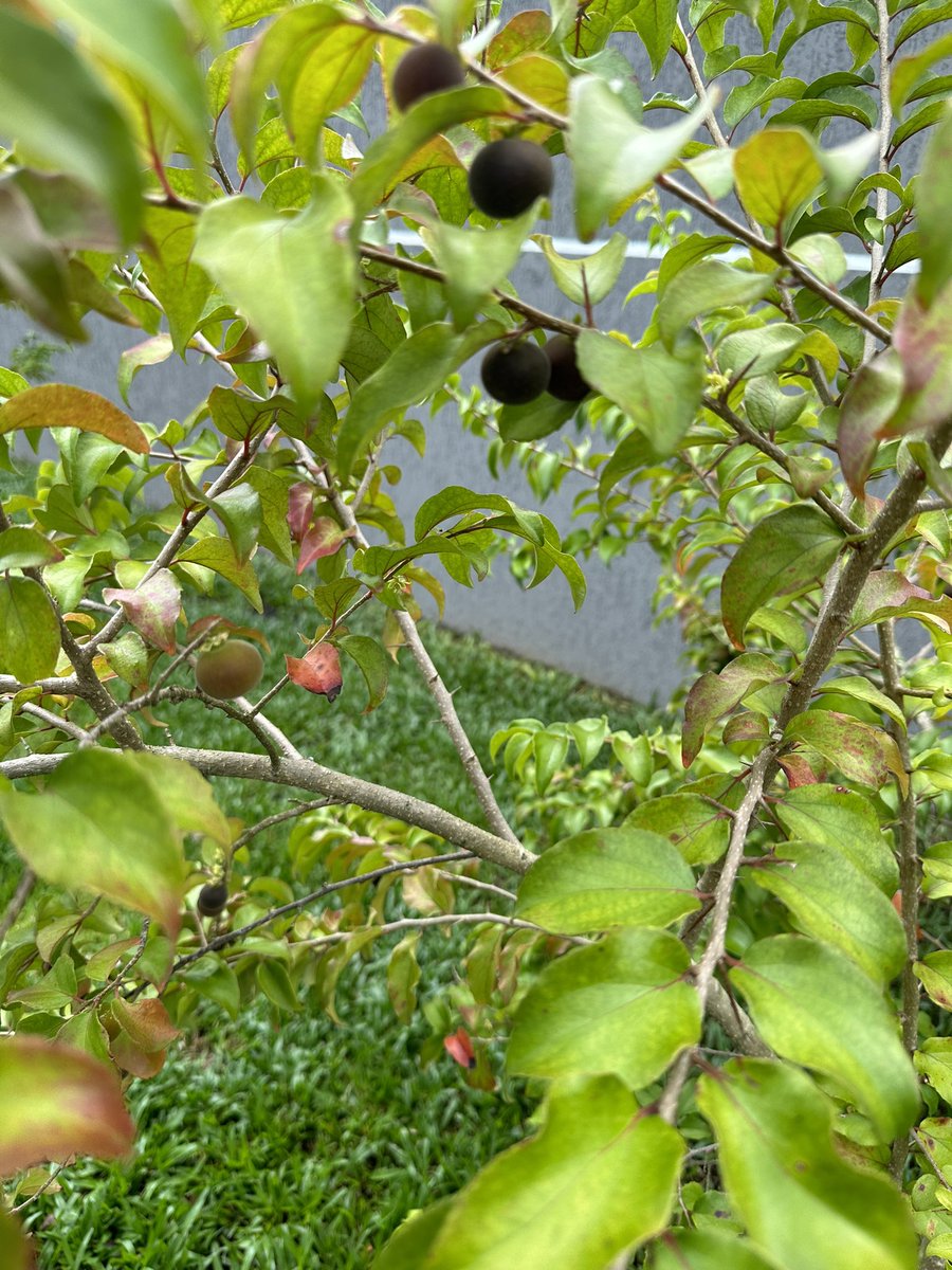 Pé De Groselha No Brasil - FDPLEARN