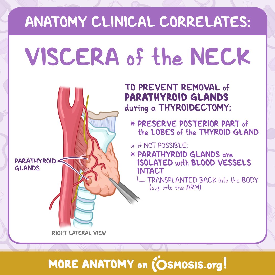 Neck Anatomy Glands