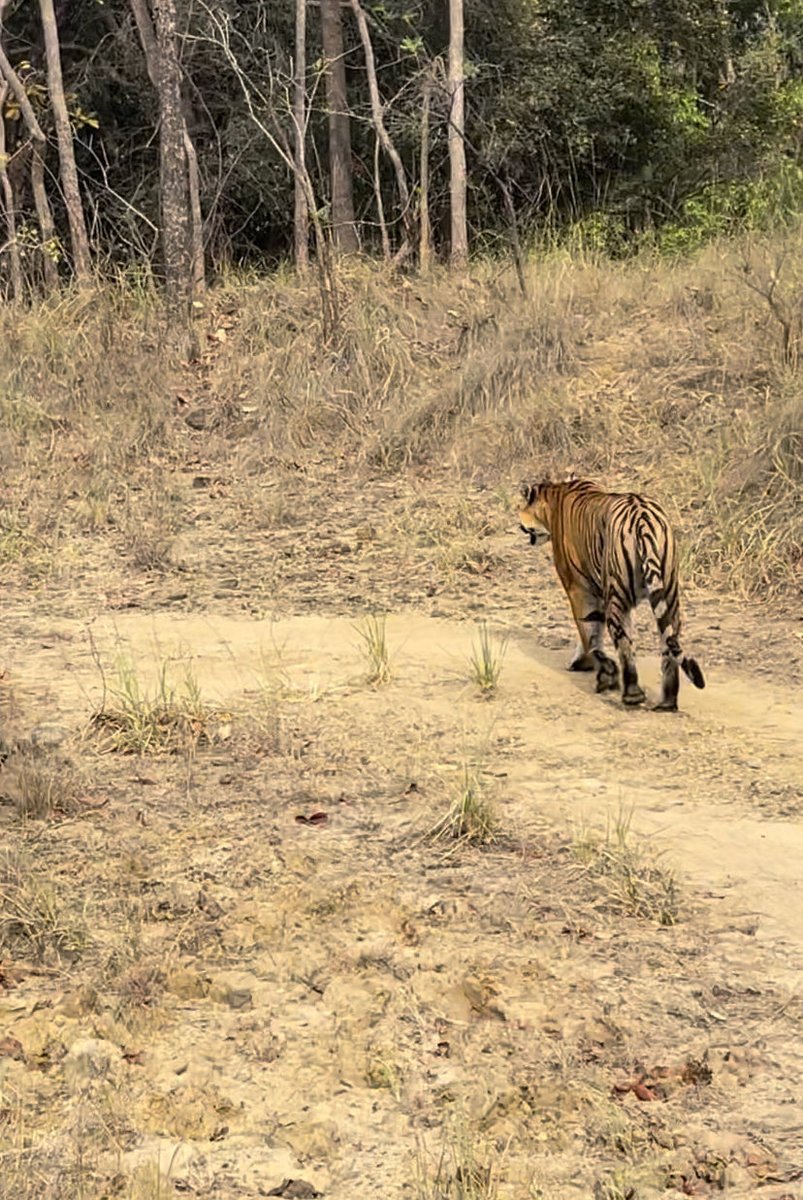Aditi Garg on Twitter: "On the tiger trail! #madhai #satpura ⁦@MPTourism⁩"