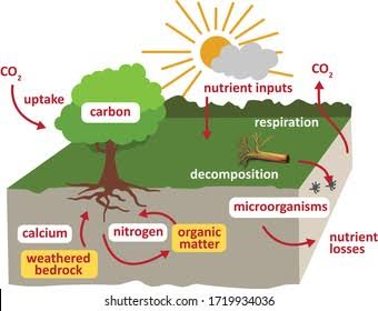 FARM LESSON!!! SOIL FERTILITY: Soil fertility is the ability of the ...