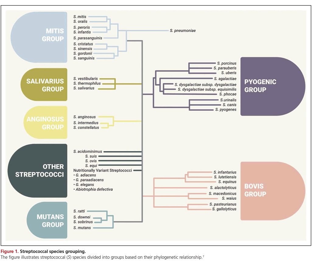 All about #Streptococcal #IE After today's updates in #ECCMID2023 about ...