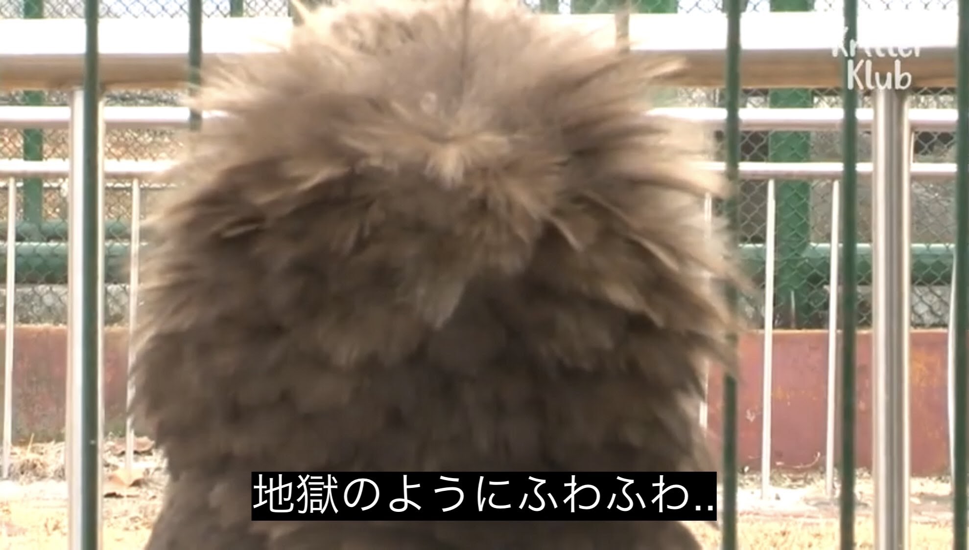 すいさい (@suisai_zZZ) / Twitter