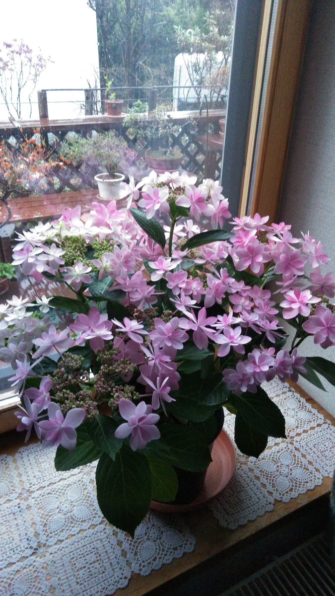 ジロウ On Twitter おはようございます😊 お天気は相変わらず寒くて雨模様です☔ と言うか みぞれも ストーブ がまだ必要ですね この寒さもあって 頭がまだ起きていせん😖 先日の