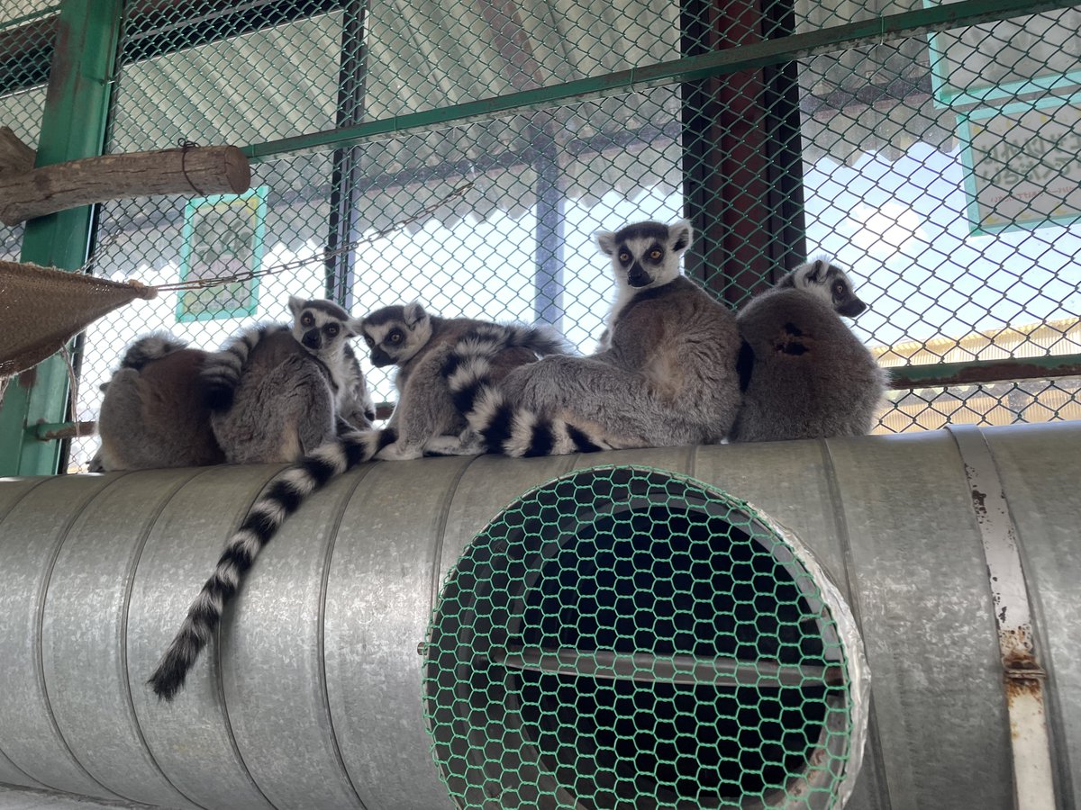岩手サファリパーク On Twitter 4月になり段々暖かくなってきましたが寒い日もたまにありますね そんな日にボイラーの上で5頭で