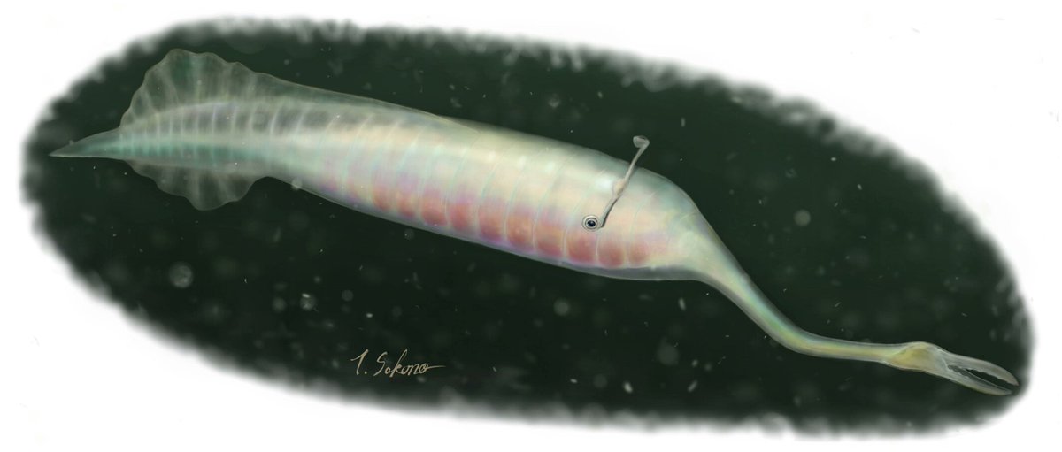 Tyler Greenfield on Twitter: "Yet another paper on the Tully monster, this time using laser ...