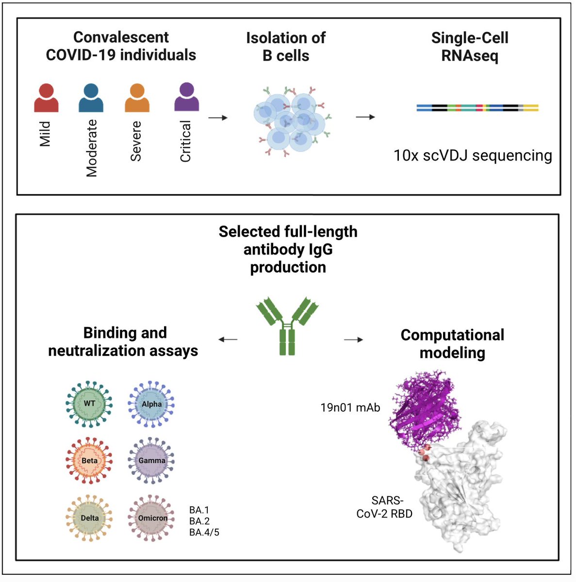 Alejandro Macias on Twitter: "19n01, un anticuerpo ampliamente neutralizante contra ómicron BA.1 ...